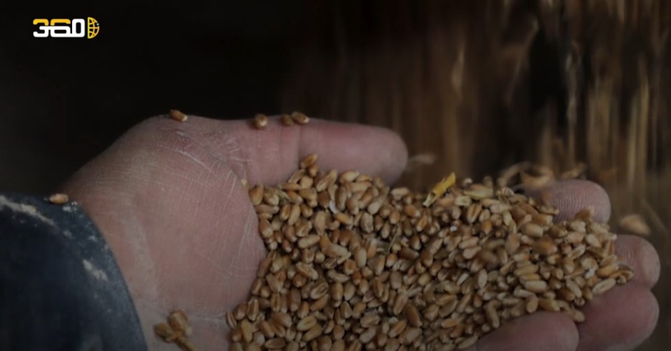 الميل شرقا.. لماذا انسحبت مصر من اتفاقية الحبوب؟ - masr360